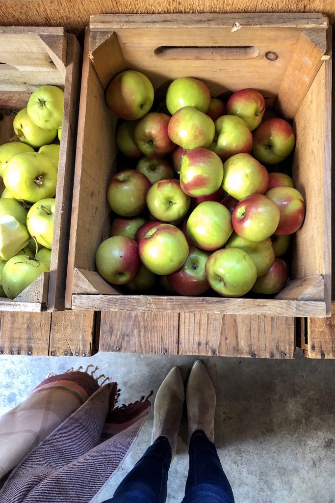 Best Farms For Apple Picking & Cider Donuts Near NYC - Katie's Bliss